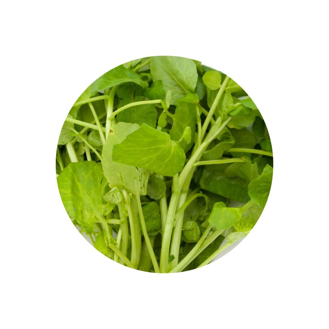 Micro Watercress, Punnet 30g | Albion Fine Foods Ltd.
