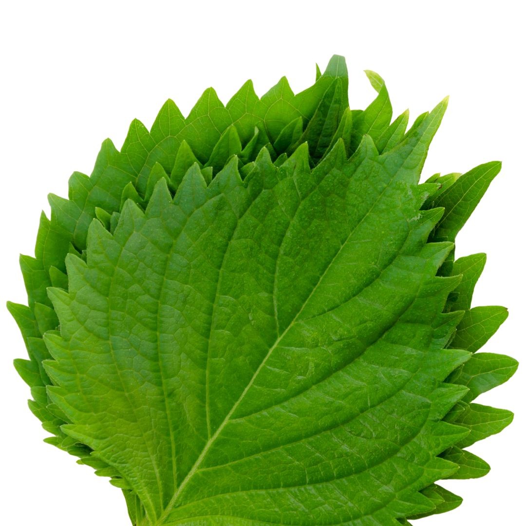 Green Shiso Leaf, Punnet 15 p.punnet | Albion Fine Foods Ltd.