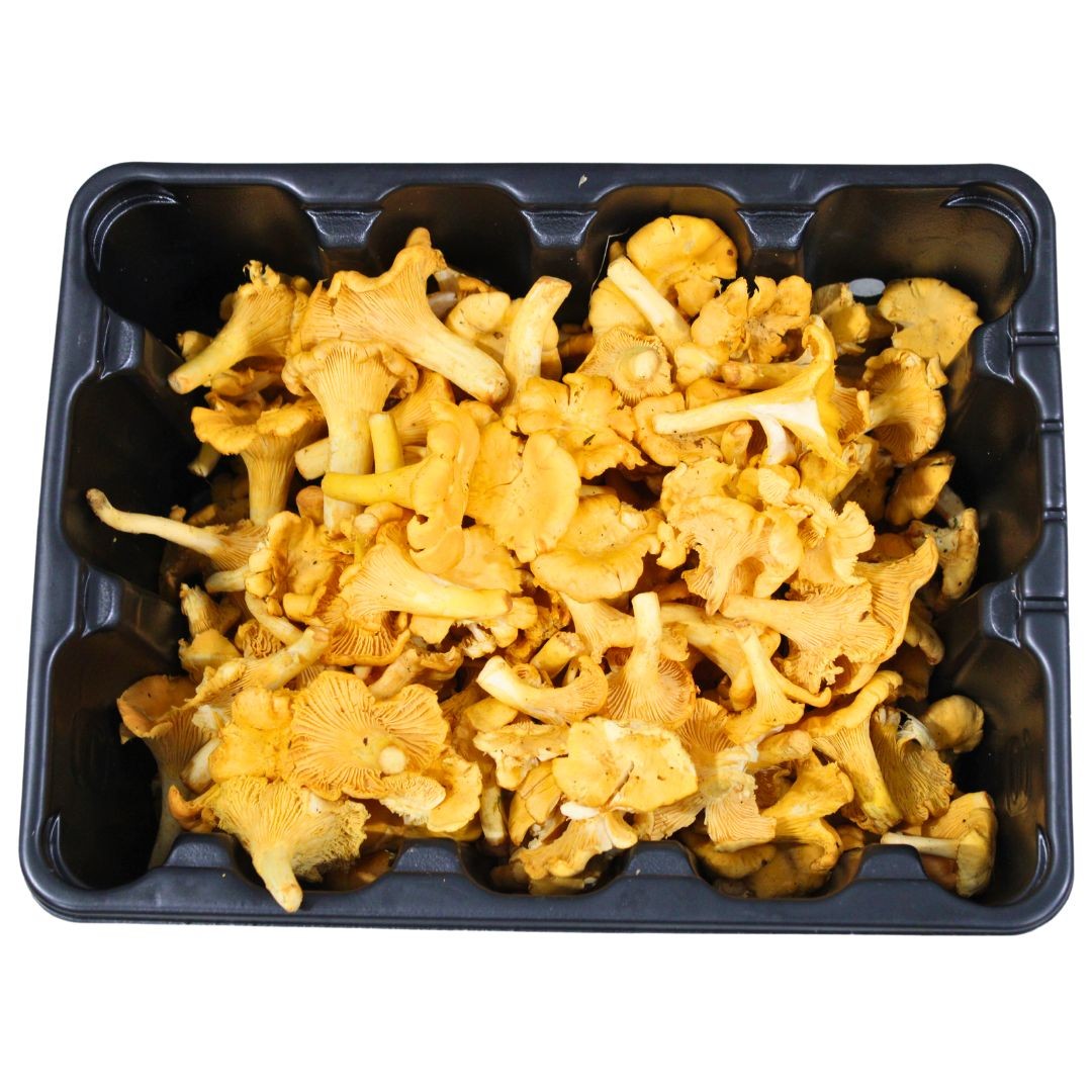 Mushroom Scottish Girolles, Fresh per kilo | Albion Fine Foods Ltd.