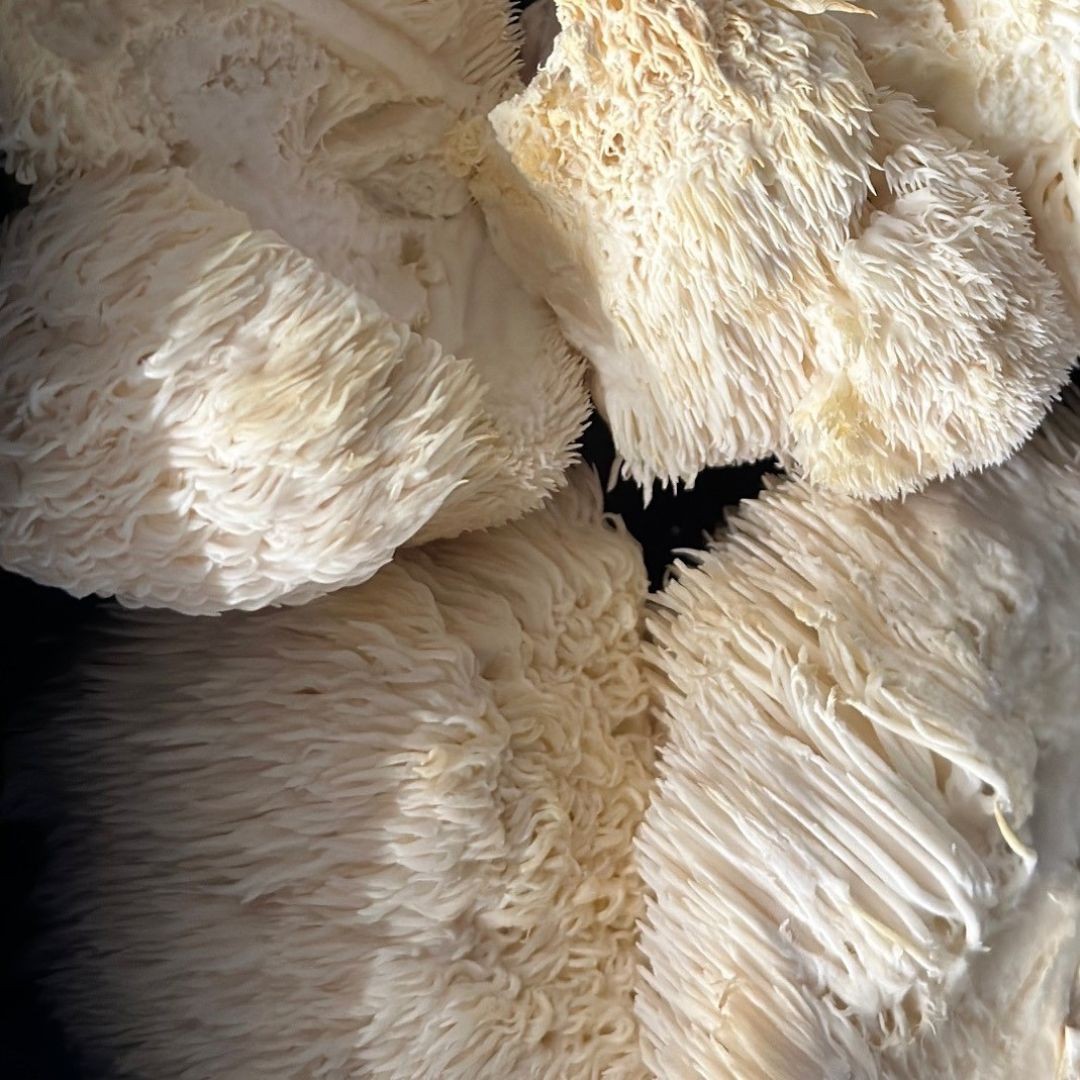 Mushroom Lion's Mane, Fresh