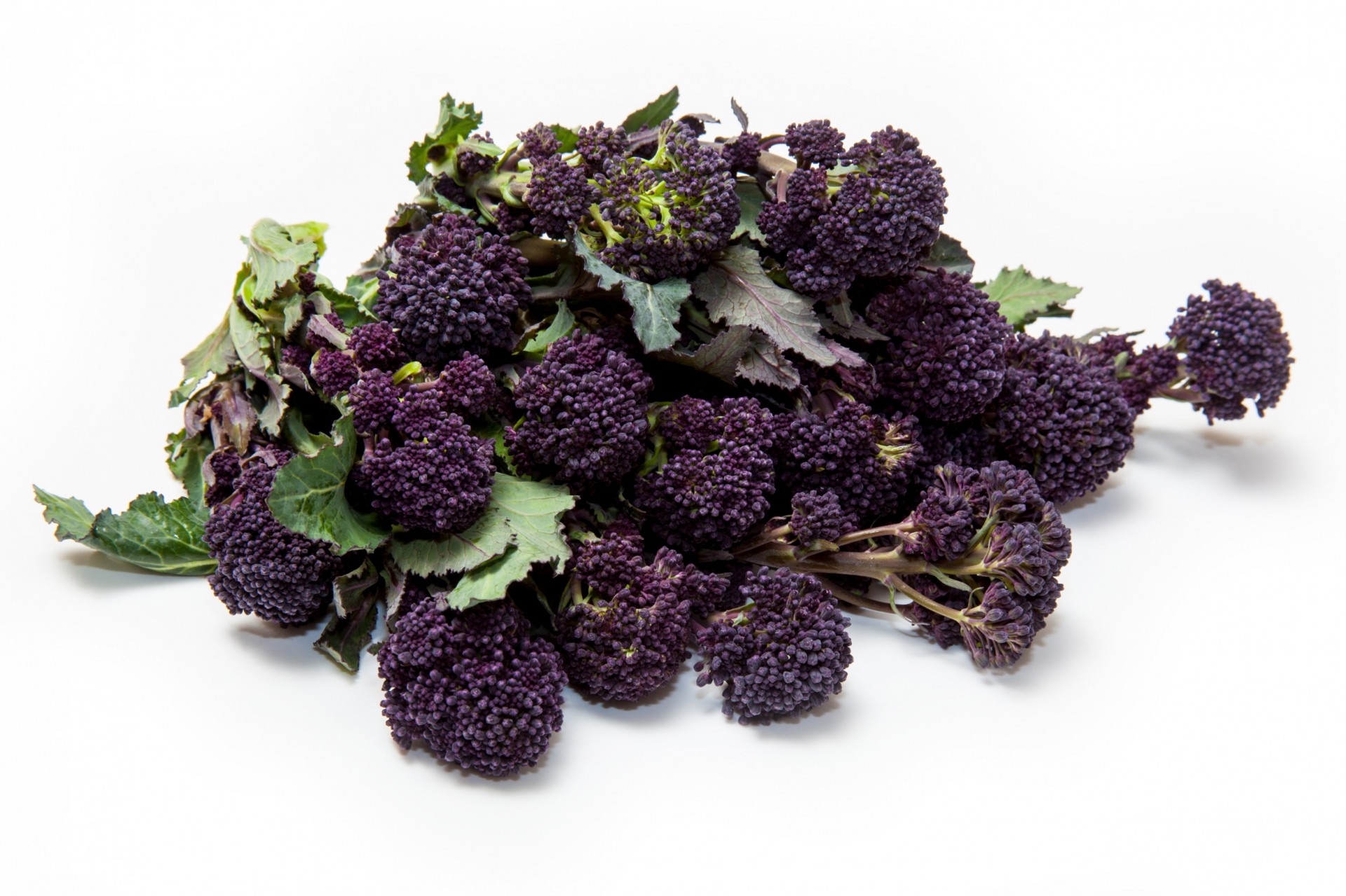 Purple Sprouting Broccoli kilo | Albion Fine Foods