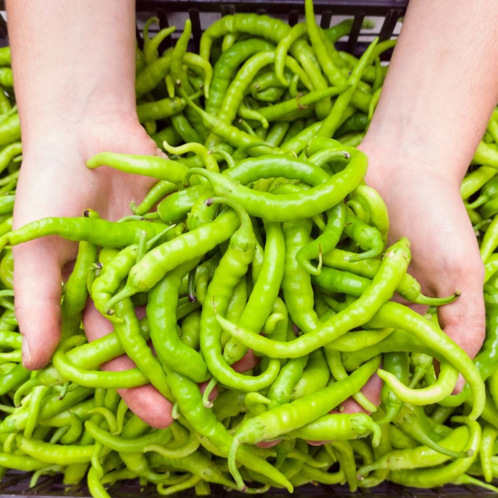 Guindillas Hot Pickled Chillis 1.2kg | Albion Fine Foods Ltd.