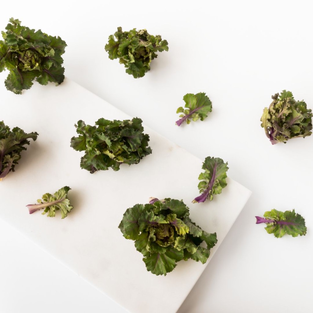 Kalettes (Flower Sprout) 2kg box | Albion Fine Foods Ltd.