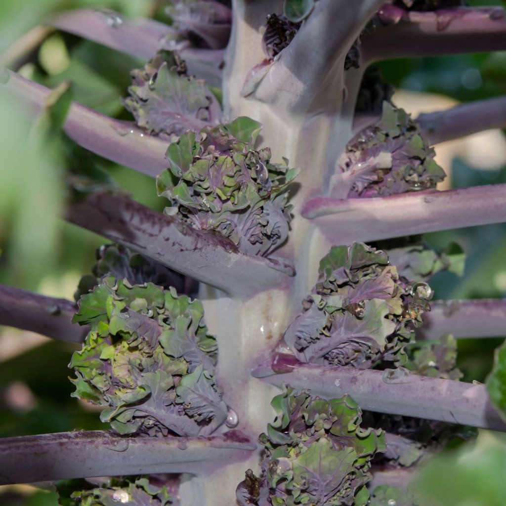 Kalettes (Flower Sprout) 2kg box | Albion Fine Foods Ltd.