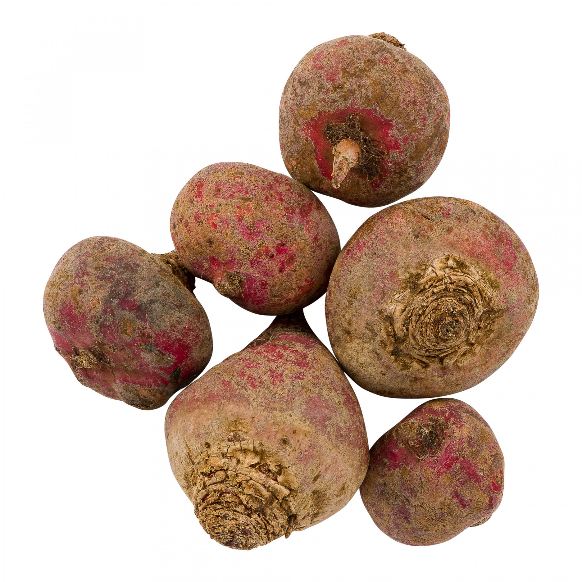 Beetroot/Chioggia Candy per kilo | Albion Fine Foods Ltd.