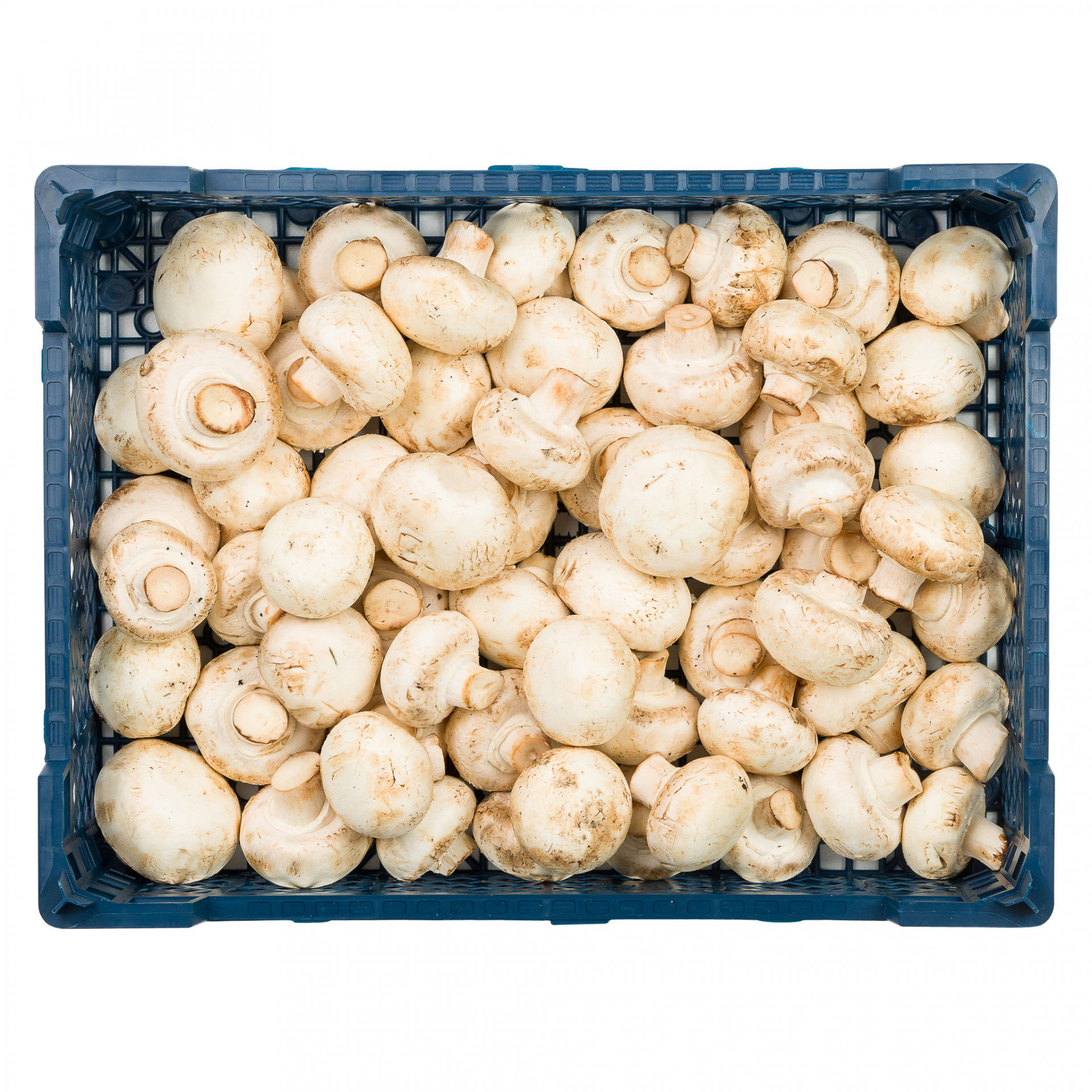Button Mushroom 2.27kg | Albion Fine Foods Ltd.