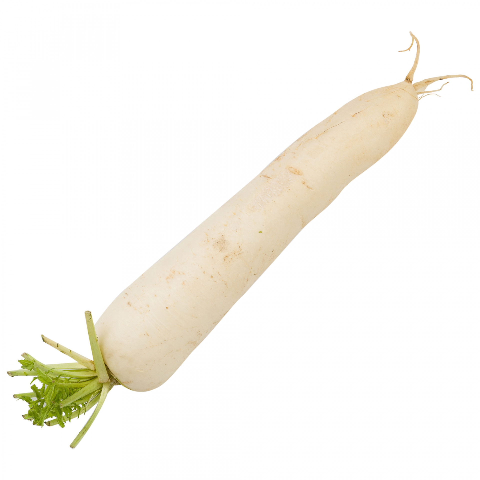 Radish Mooli White per kilo | Albion Fine Foods Ltd.